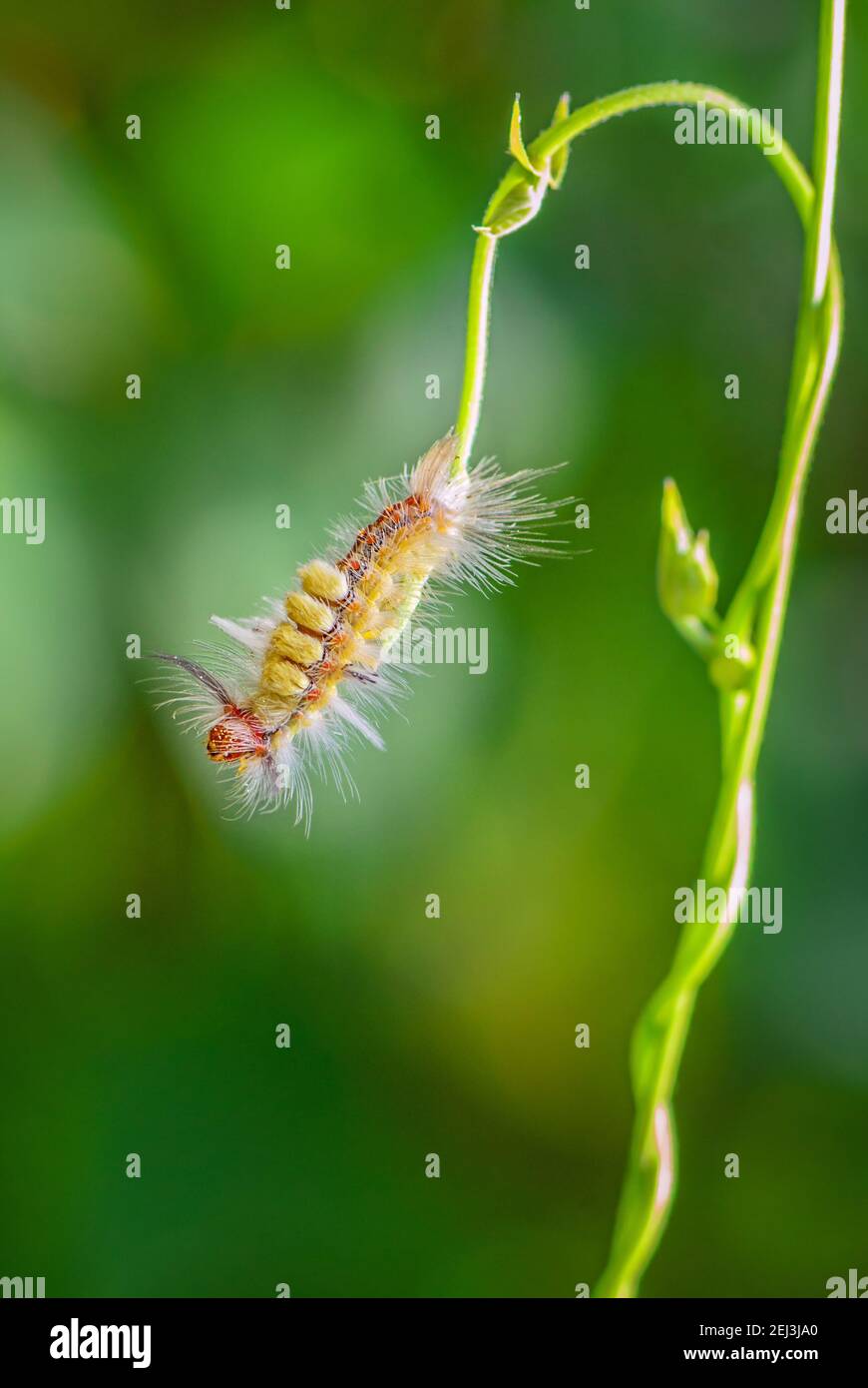 Vaporer Motte Raupe - Orgyia antiqua, schöne farbige Raupe aus ...
