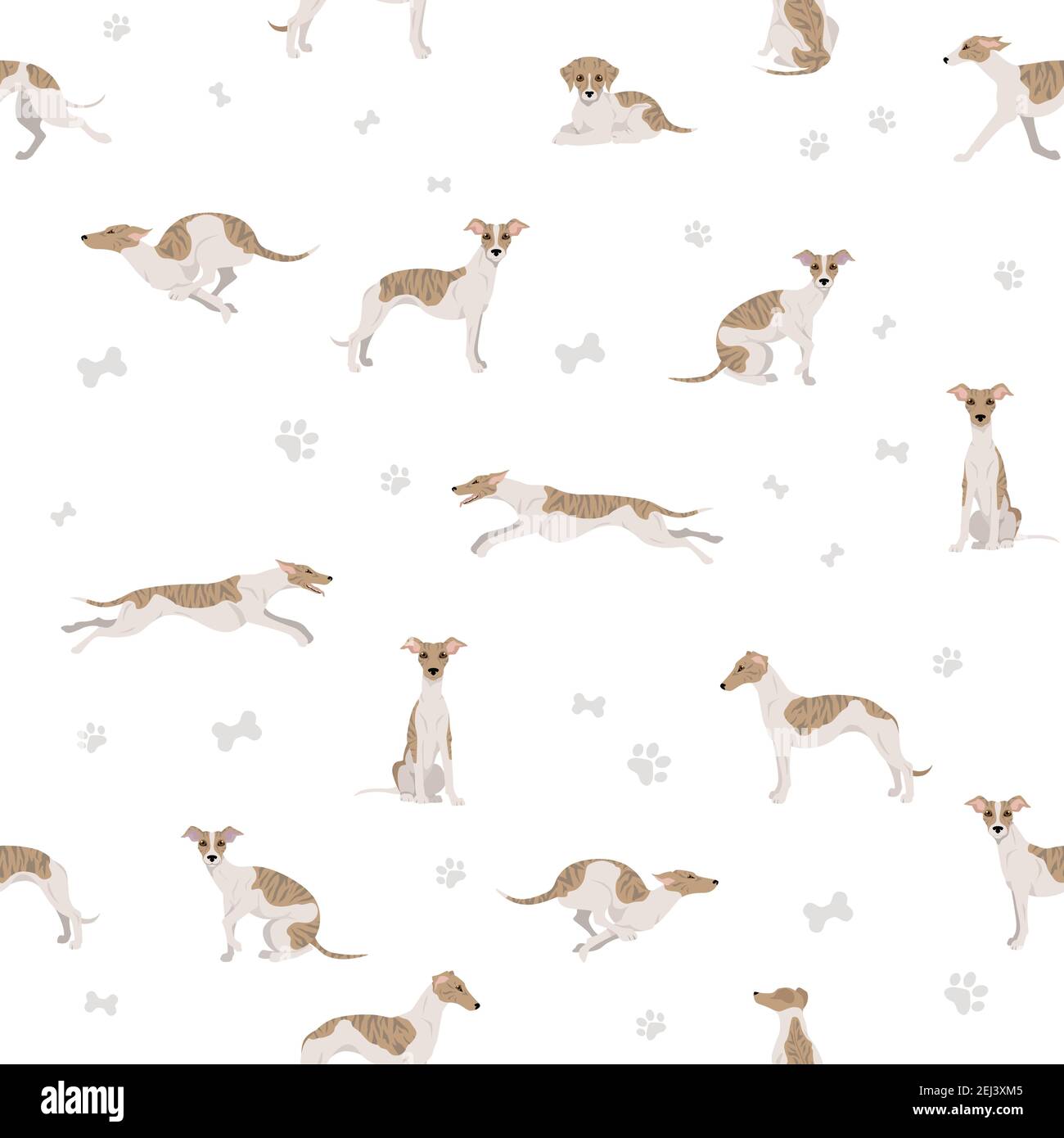 Englisch windhund Ausgeschnittene Stockfotos und -bilder - Alamy