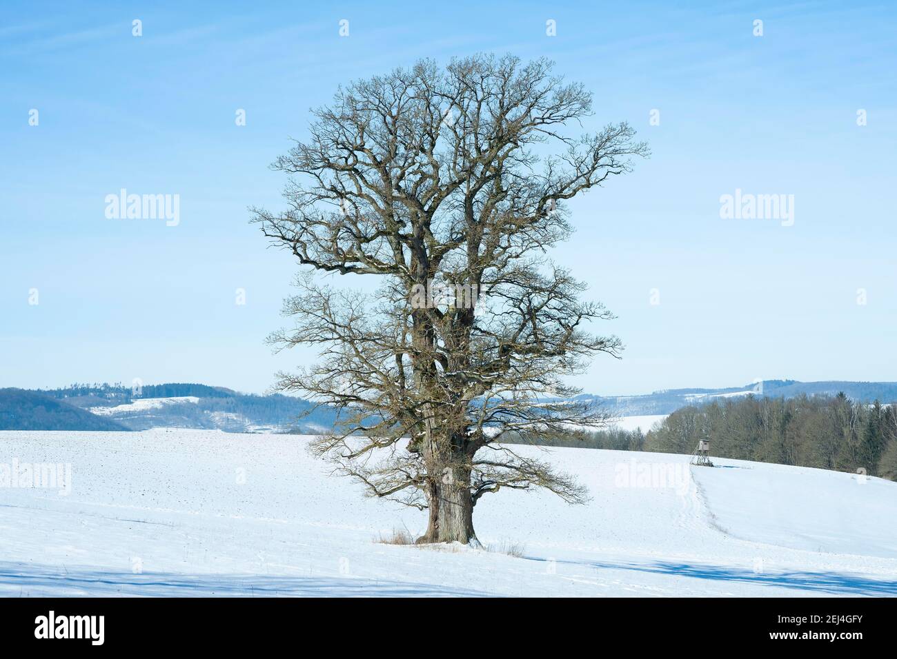 Quercus robur schnee winter winterlich -Fotos und -Bildmaterial in ...