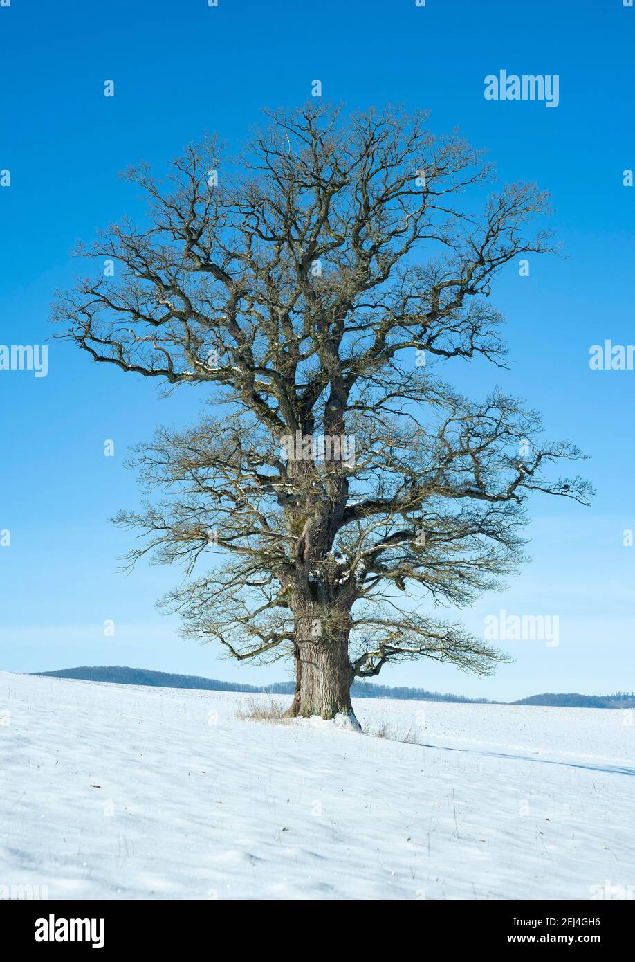 Quercus robur schnee winter winterlich -Fotos und -Bildmaterial in ...