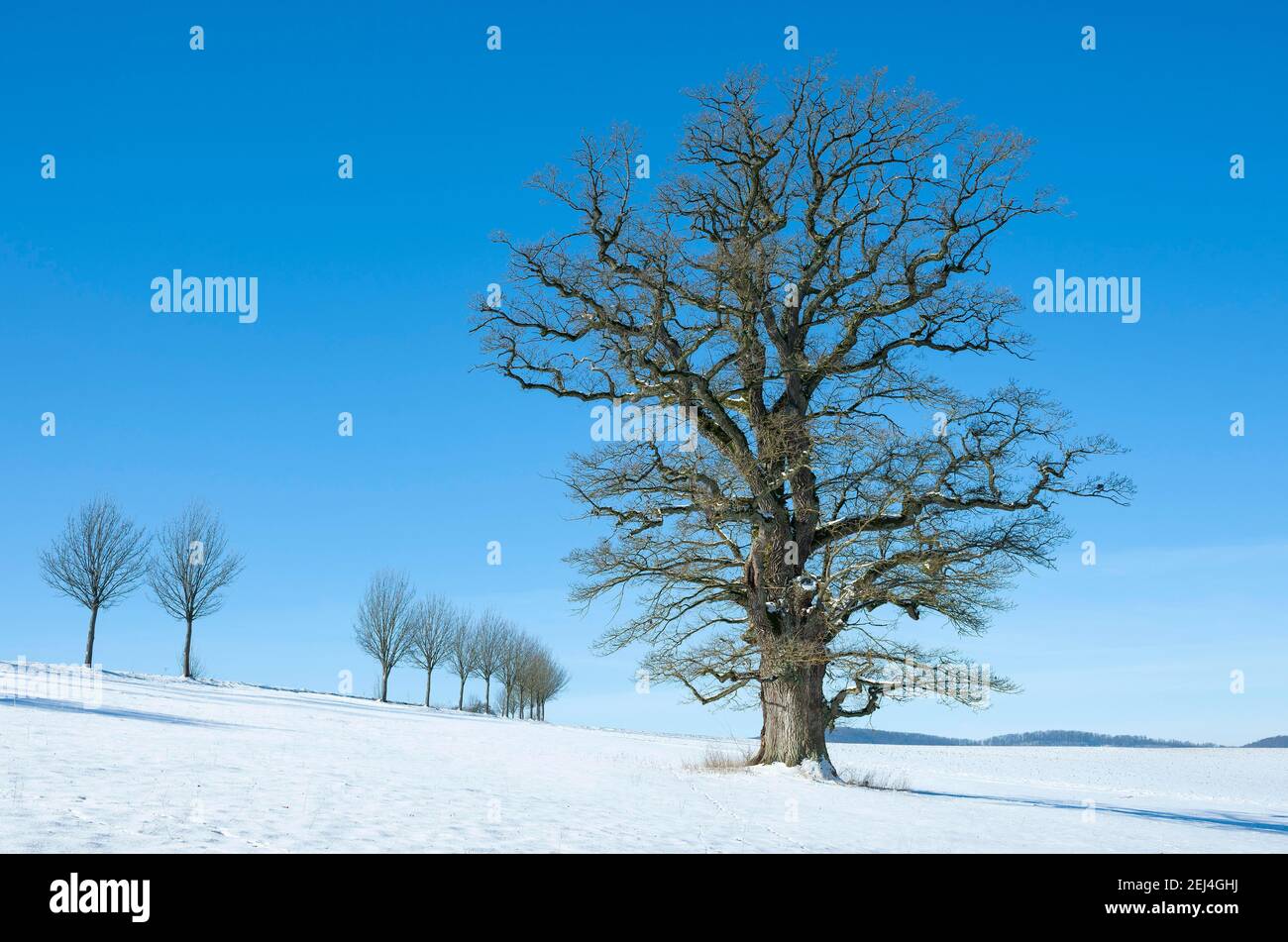 Quercus robur schnee winter winterlich -Fotos und -Bildmaterial in ...