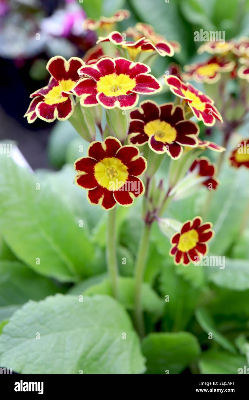 Primula polyanthus victoriana gold spitze scharlachrot -Fotos und ...