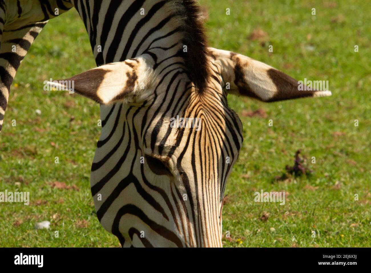 Hartmann-Bergzebra (Equus zebra hartmannae) Ein einziger Erwachsener ...
