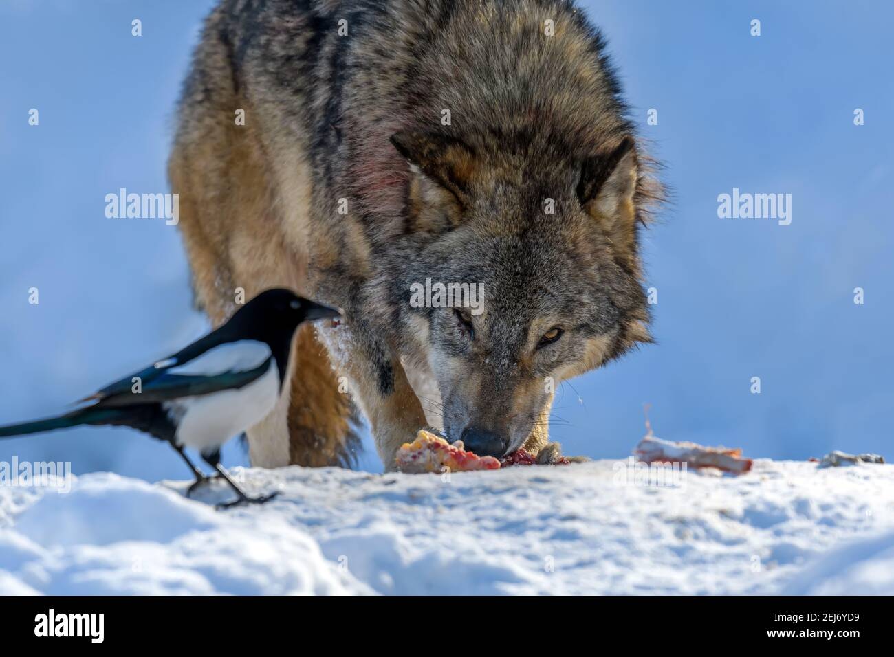 Gray wolf canis lupus eating -Fotos und -Bildmaterial in hoher ...