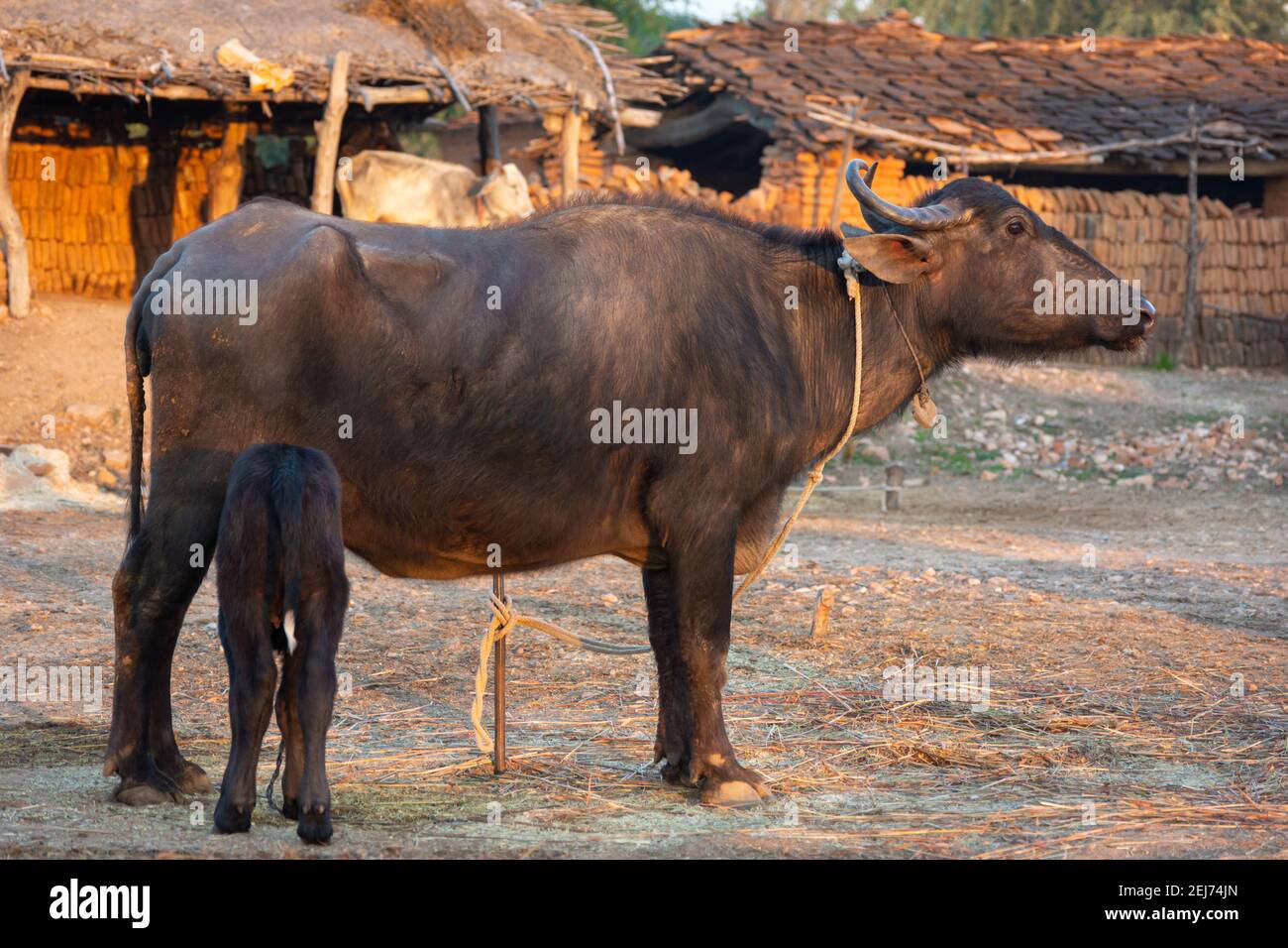 Dairy buffalo milk -Fotos und -Bildmaterial in hoher Auflösung – Alamy