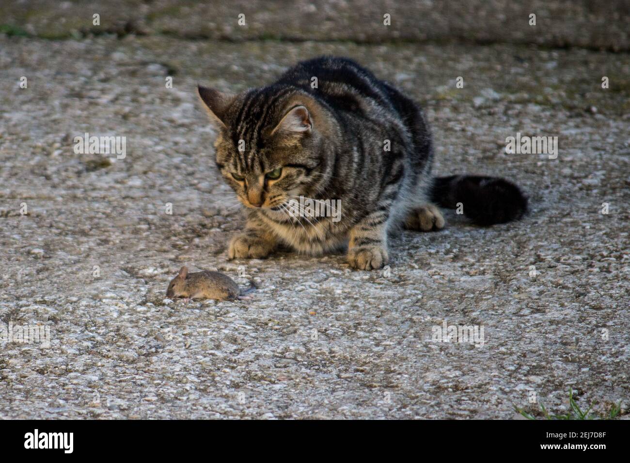 Katz und maus -Fotos und -Bildmaterial in hoher Auflösung – Alamy