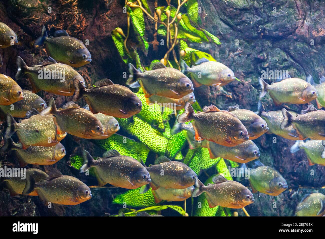 Pygocentrus nattereri. Piranha Fisch Unterwasser Nahaufnahme Porträt ...