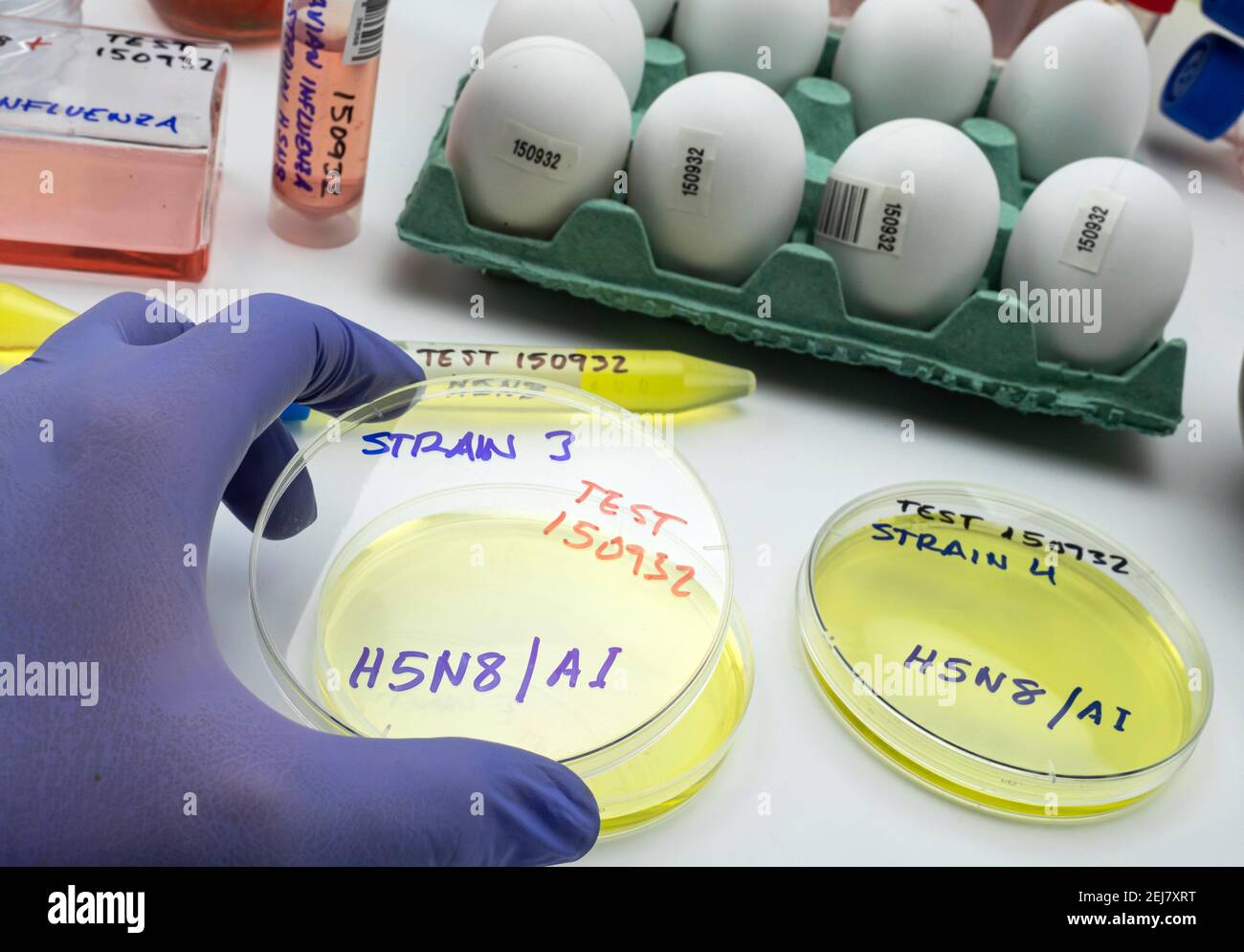 Neuer H5N8-Stamm der Vogelgrippe verbreitete sich beim Menschen ... Neuer H5N8-Stamm der Vogelgrippe verbreitete sich beim Menschen ...