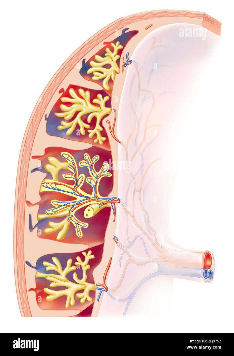 Placenta umbilical cord Ausgeschnittene Stockfotos und -bilder - Alamy
