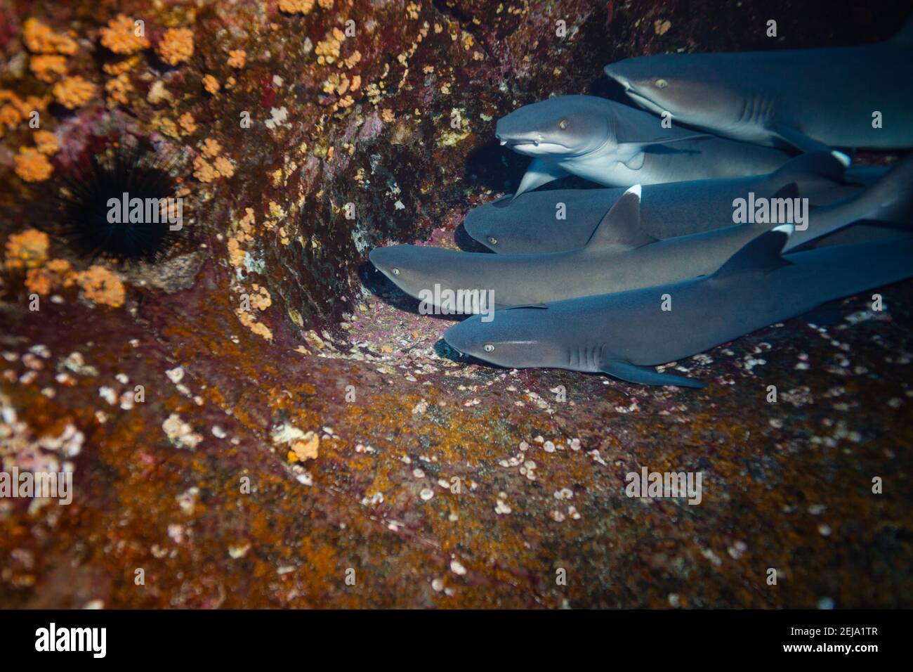 Haie ruhe -Fotos und -Bildmaterial in hoher Auflösung – Alamy