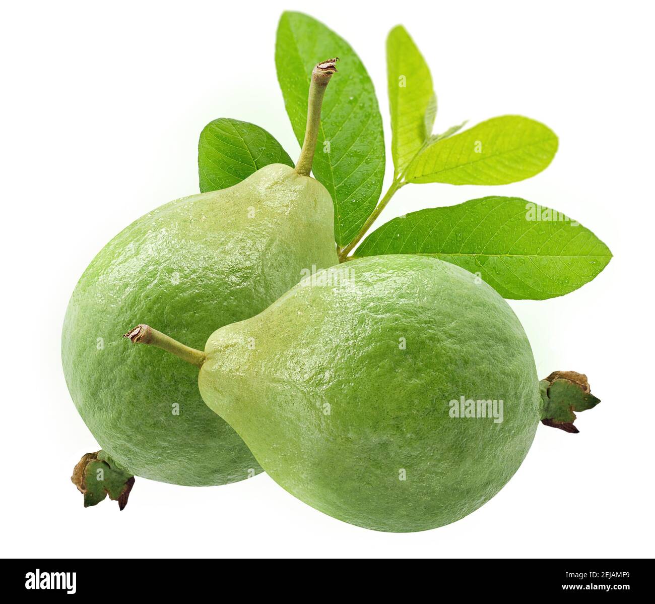 Reife guave frucht -Fotos und -Bildmaterial in hoher Auflösung – Alamy