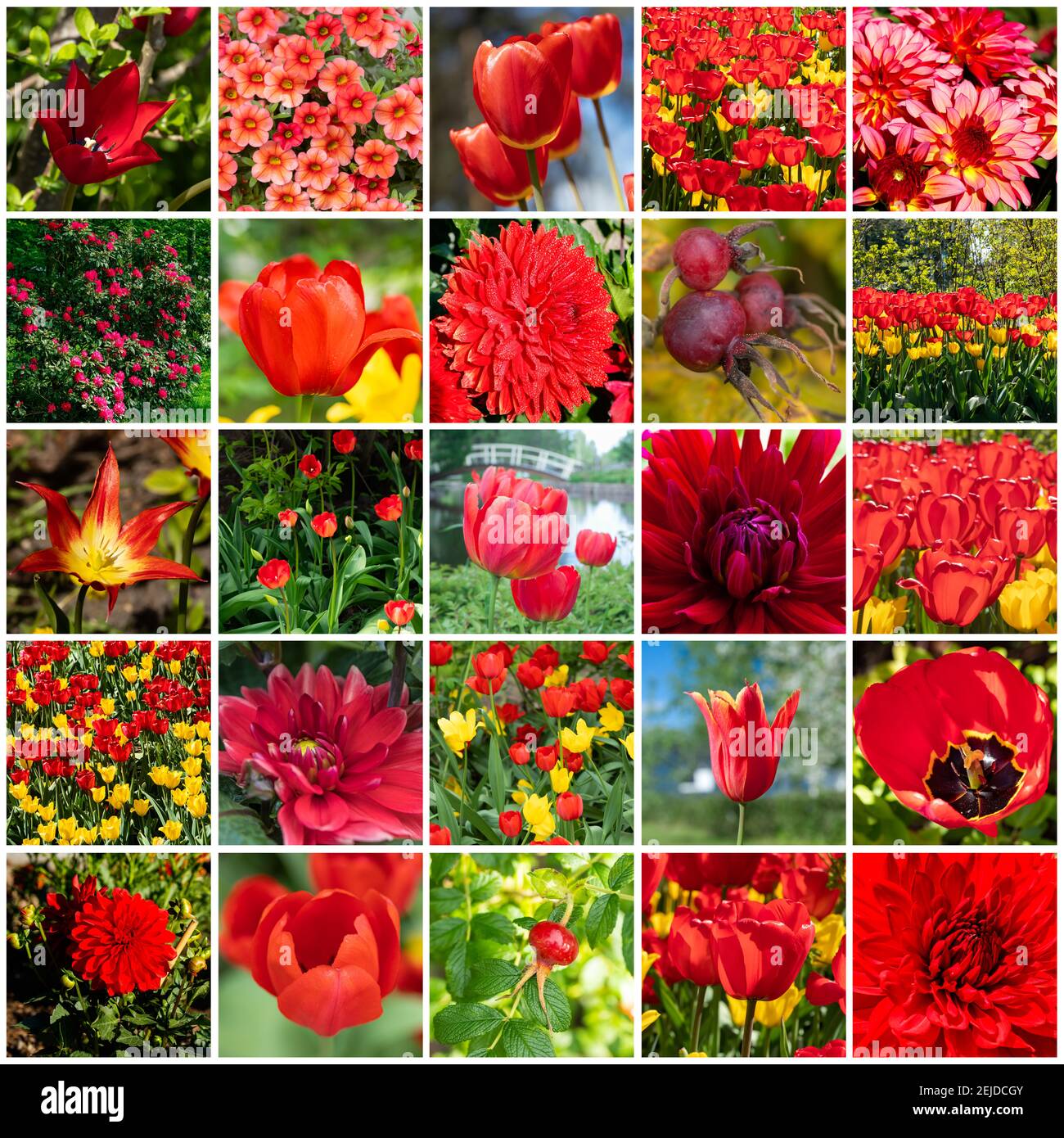 Collage mit vielen Bildern von verschiedenen roten Blumen. Volle Größe ...