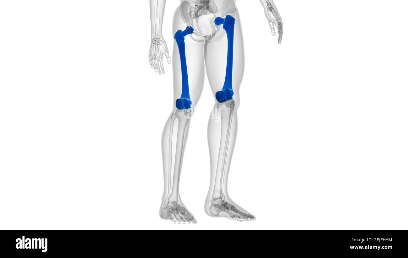 Menschliche Skelett Anatomie Femur Knochen 3D Rendering für ...