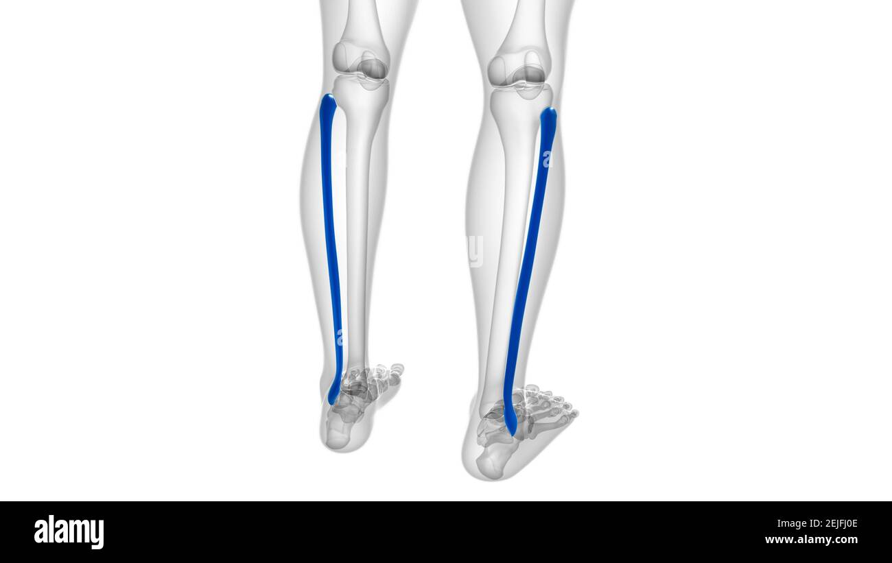 Menschliche Skelett Anatomie Fibula Knochen 3D-Rendering für ...