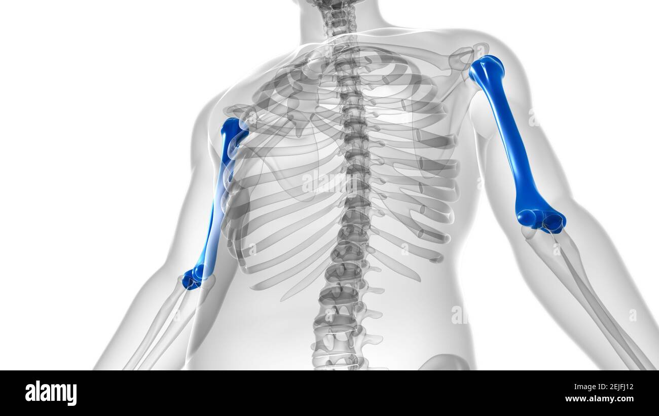 Menschliche Skelett Anatomie Humerus Knochen 3D Rendering für ...