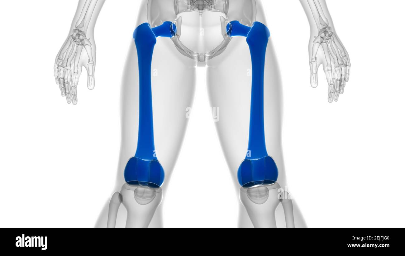 Menschliche Skelett Anatomie Femur Knochen 3D Rendering für ...