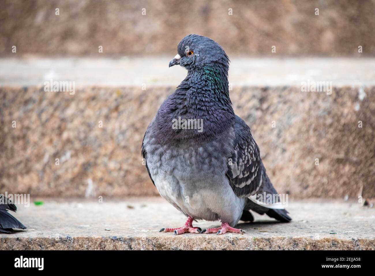 Lustige taube -Fotos und -Bildmaterial in hoher Auflösung – Alamy