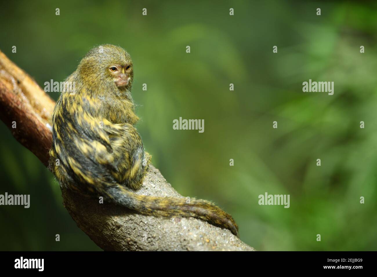 Wildtier Mensch Urwald Stockfotos und -bilder Kaufen - Alamy