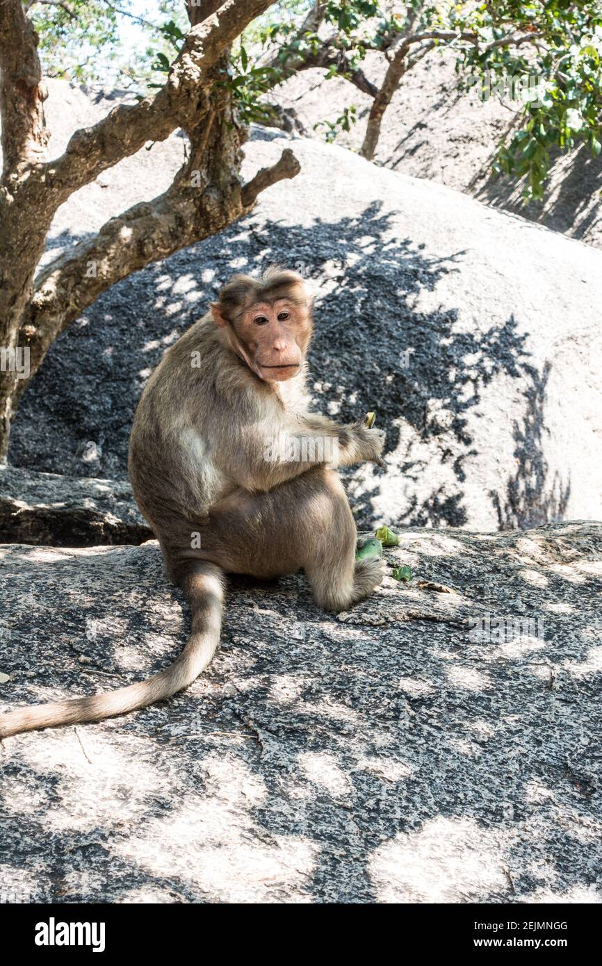 Rhesus macaques -Fotos und -Bildmaterial in hoher Auflösung – Alamy