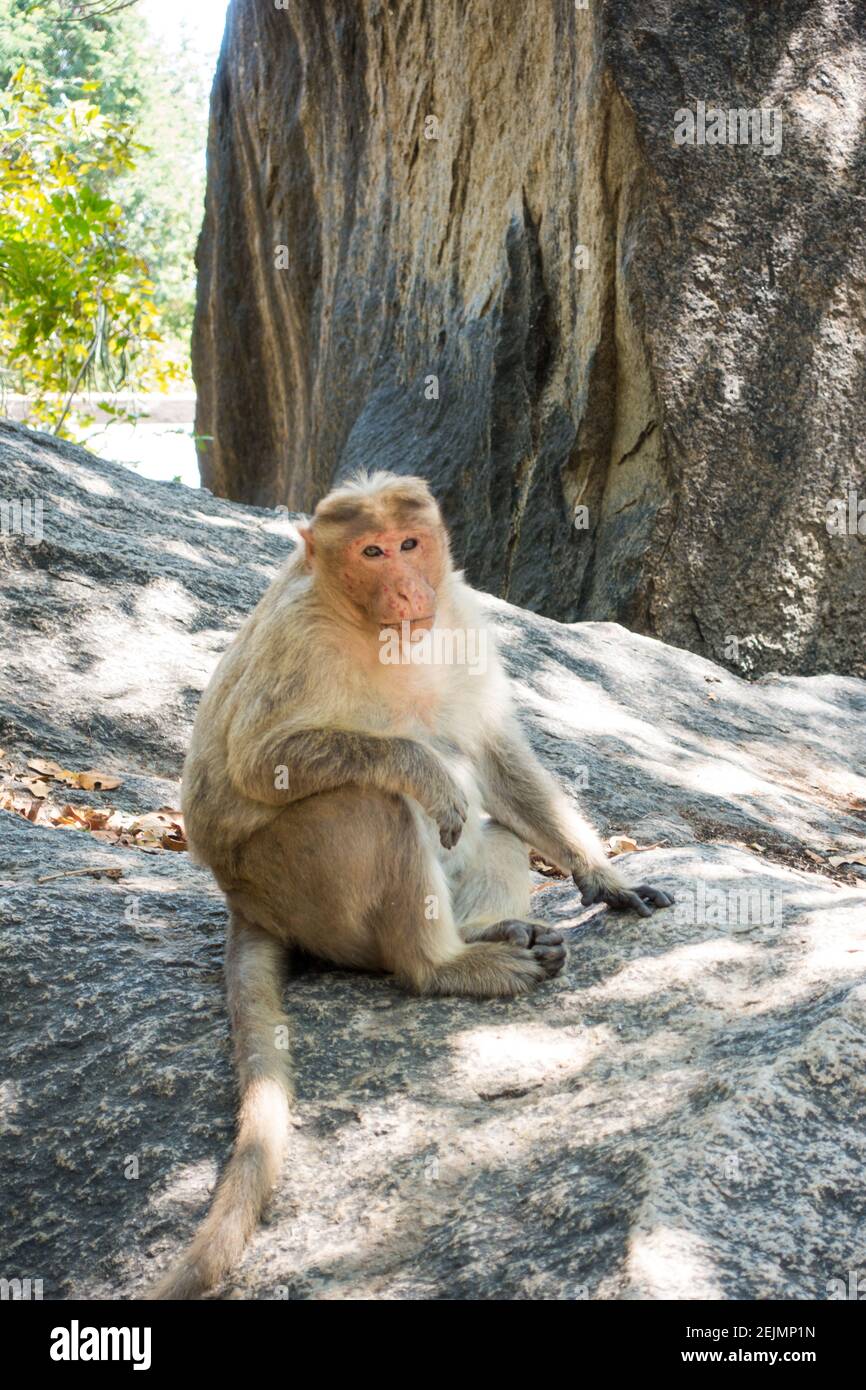 Rhesus makaken -Fotos und -Bildmaterial in hoher Auflösung – Alamy