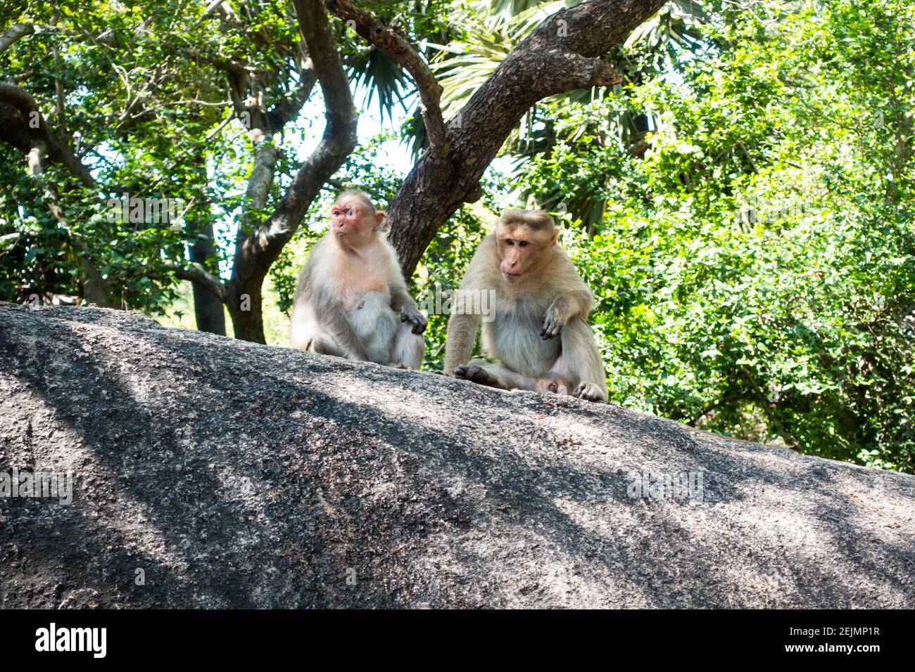 Rhesus macaques -Fotos und -Bildmaterial in hoher Auflösung – Alamy