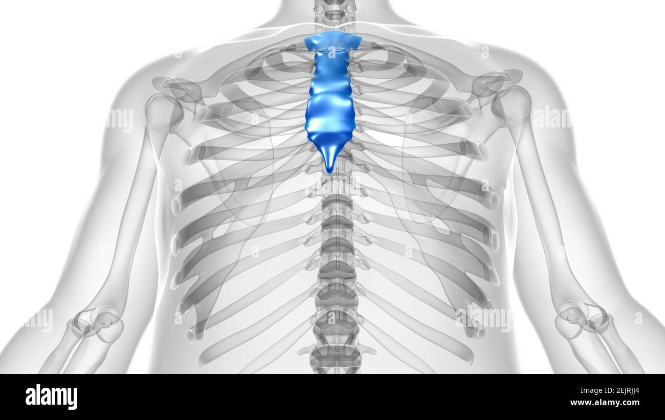 Menschliche Skelett Brustbein Knochen Anatomie für Medical Concept 3D ...