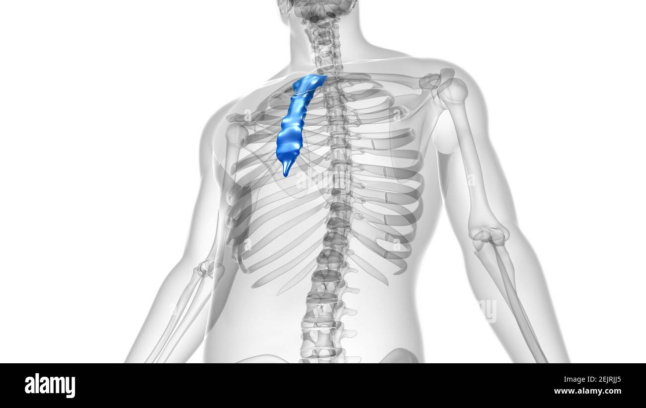 Menschliche Skelett Brustbein Knochen Anatomie für Medical Concept 3D ...
