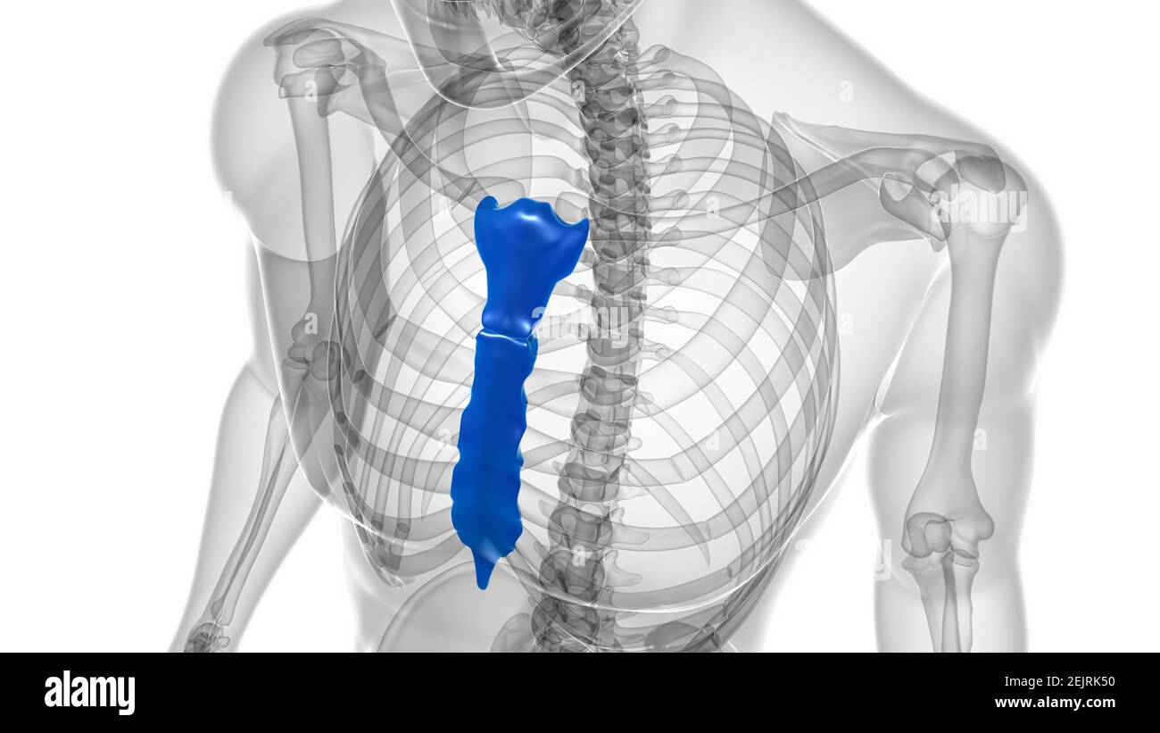 Menschliche Skelett Brustbein Knochen Anatomie für Medical Concept 3D ...