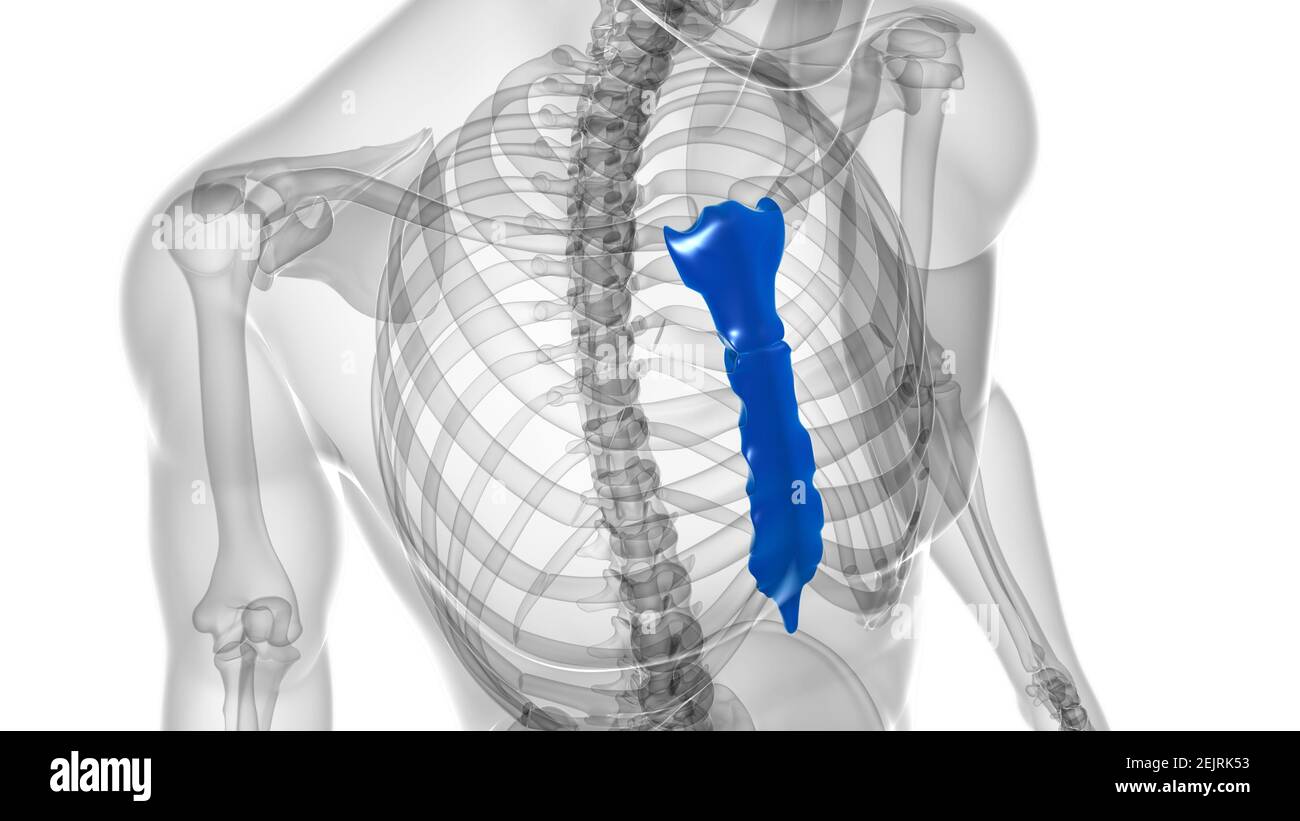 Menschliche Skelett Brustbein Knochen Anatomie für Medical Concept 3D ...