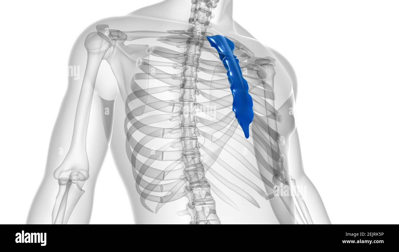 Menschliche Skelett Brustbein Knochen Anatomie für Medical Concept 3D ...
