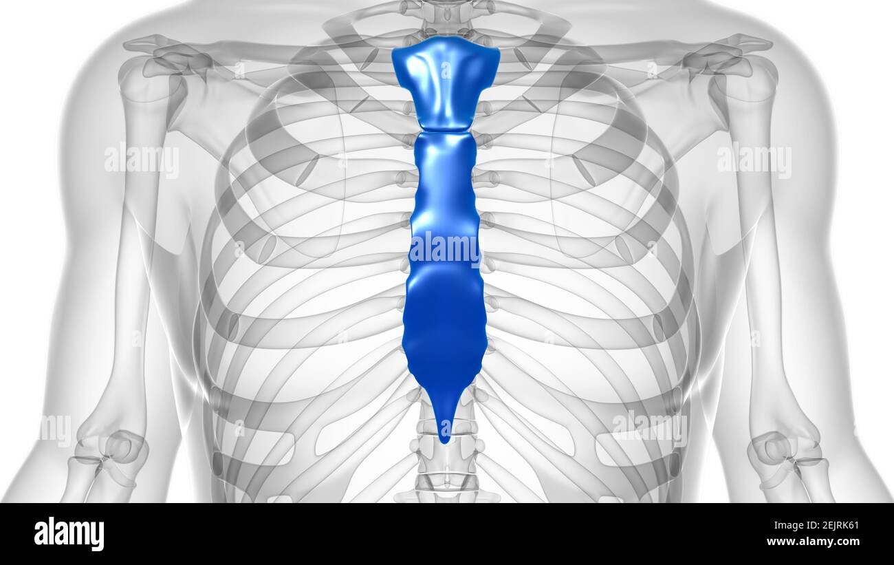 Menschliche Skelett Brustbein Knochen Anatomie für Medical Concept 3D ...