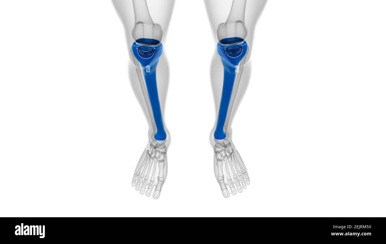 Menschliche Skelett Anatomie Tibia Knochen 3D Rendering für ...