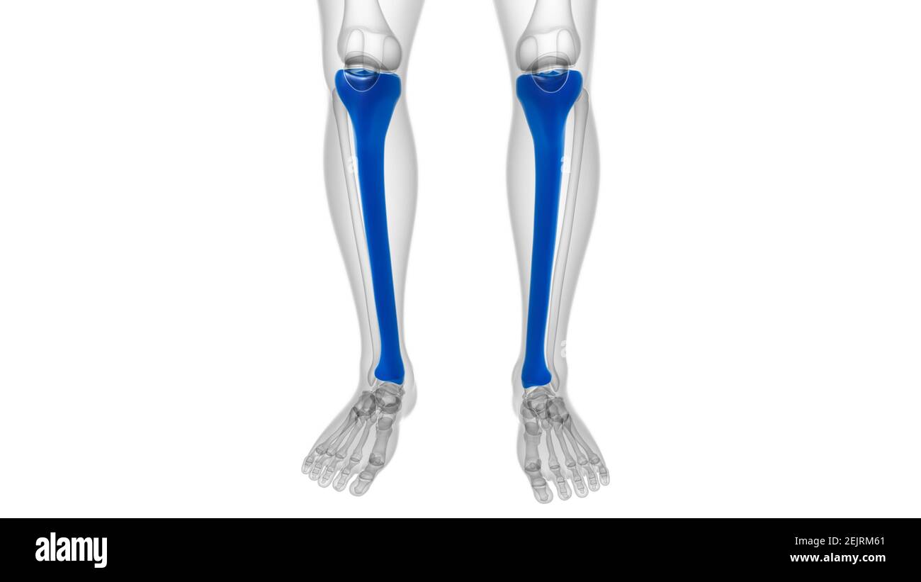 Menschliche Skelett Anatomie Tibia Knochen 3D Rendering für ...
