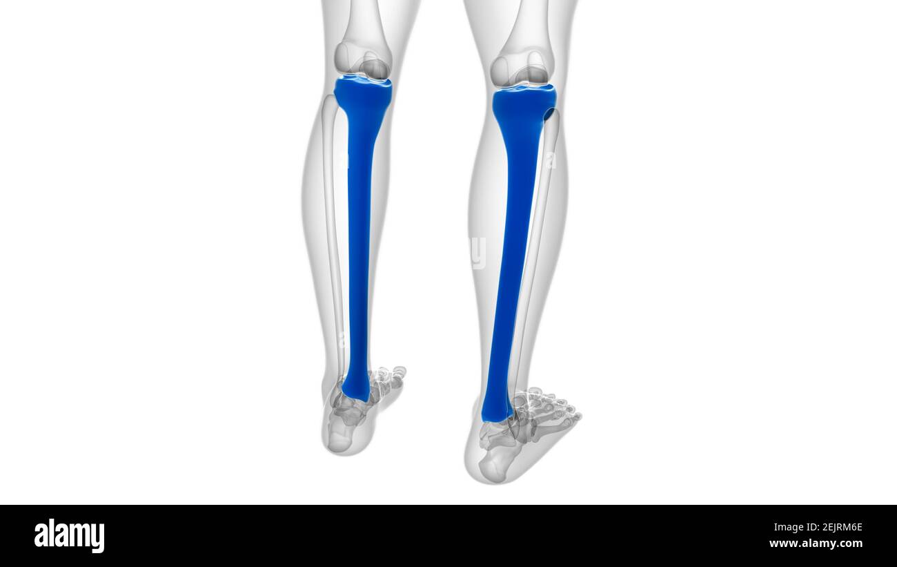 Menschliche Skelett Anatomie Tibia Knochen 3D Rendering für ...