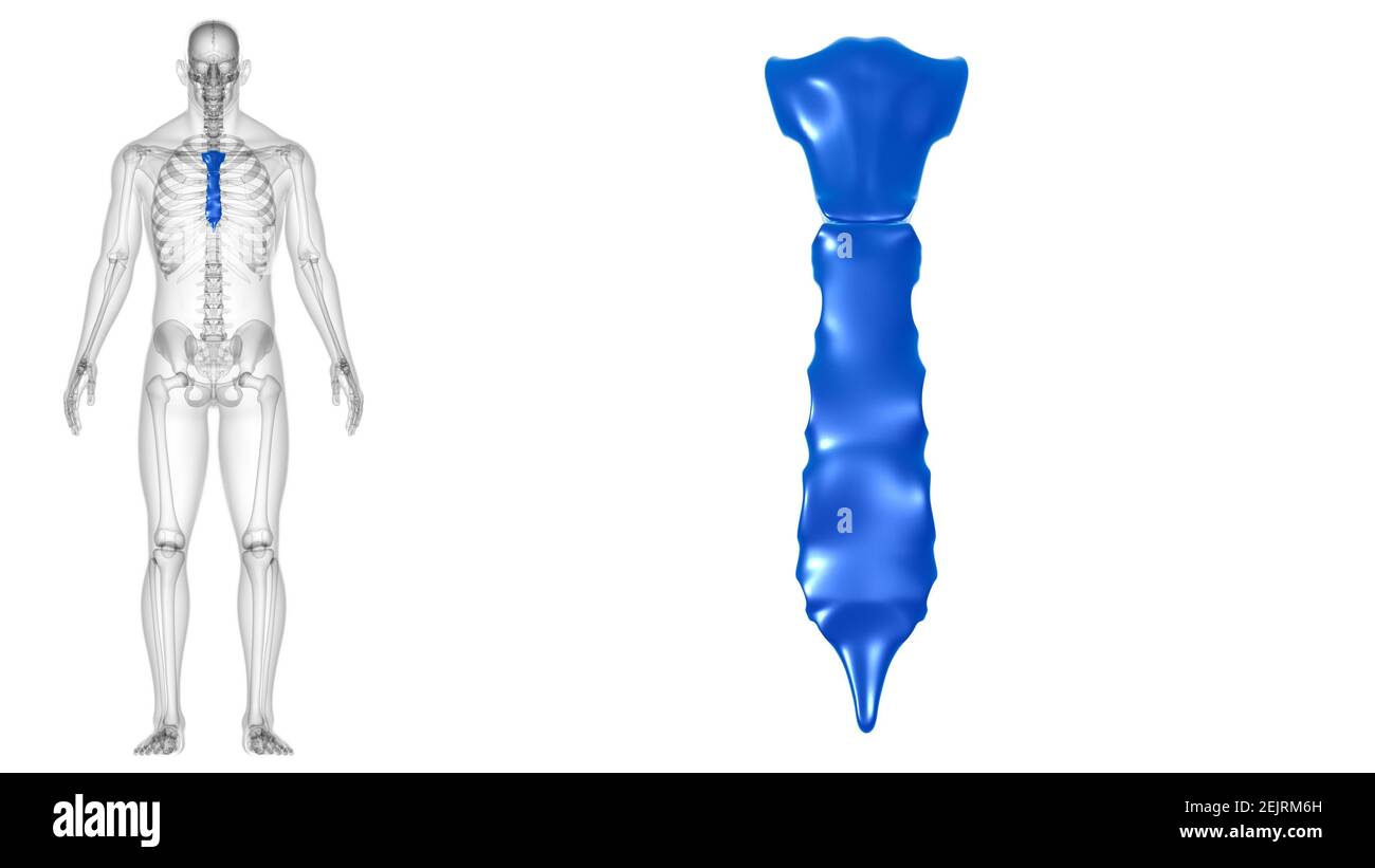 Menschliche Skelett Brustbein Knochen Anatomie für Medical Concept 3D ...