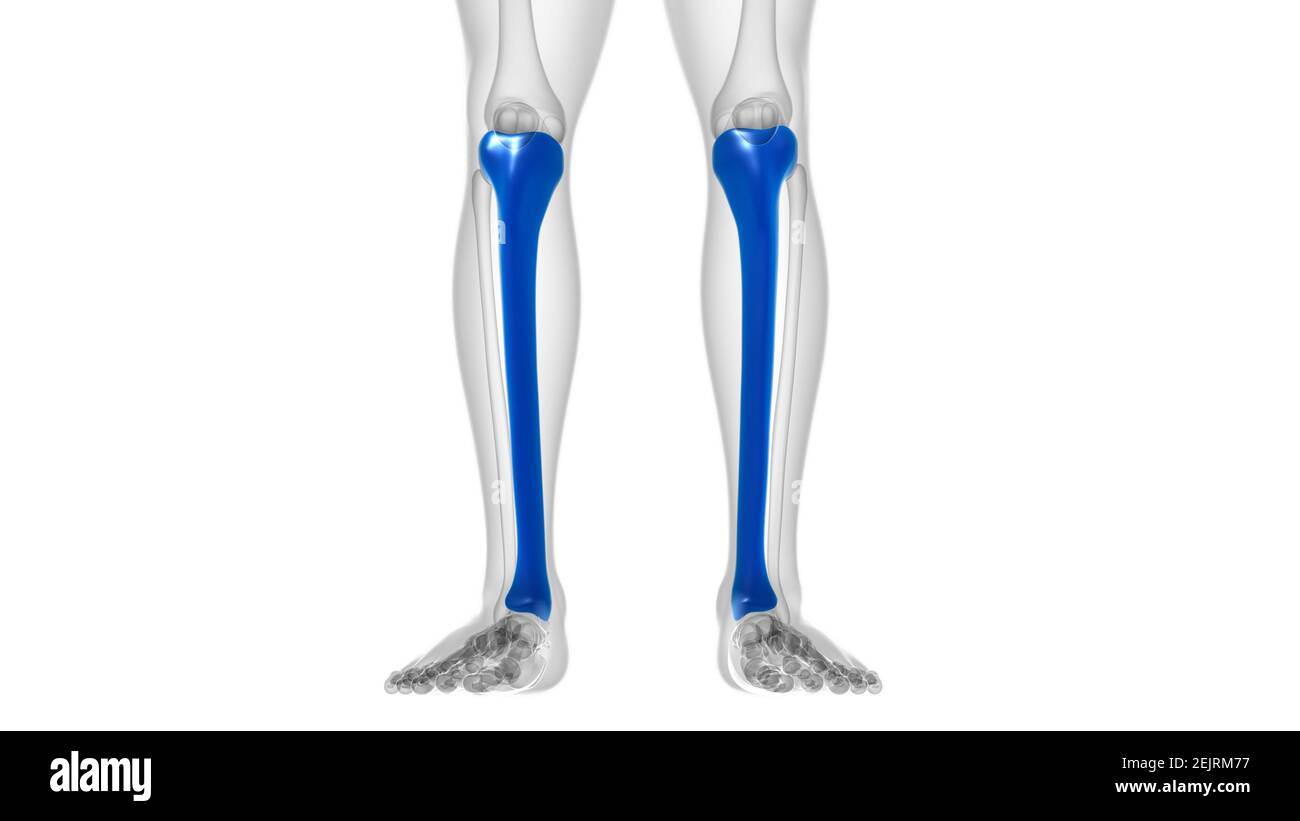 Menschliche Skelett Anatomie Tibia Knochen 3D Rendering für ...