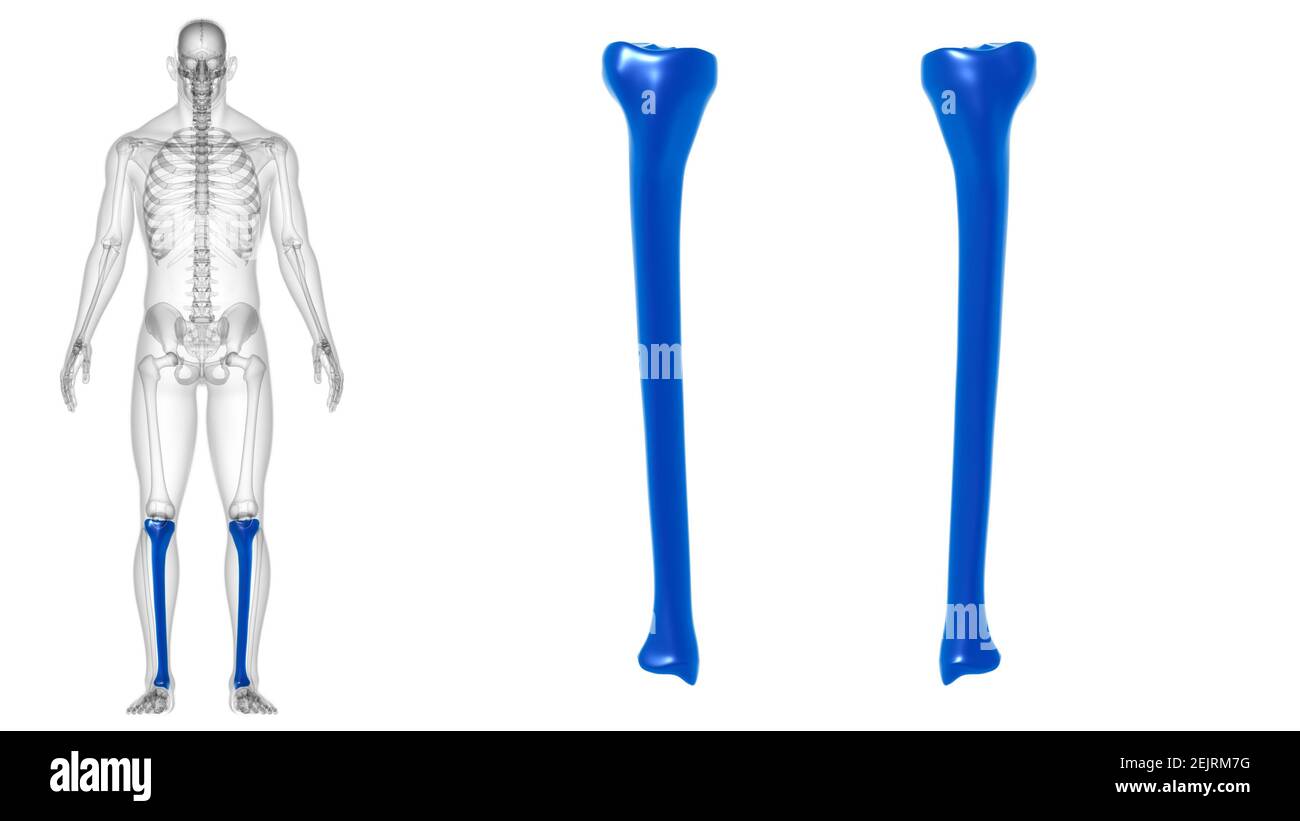 Menschliche Skelett Anatomie Tibia Knochen 3D Rendering für ...