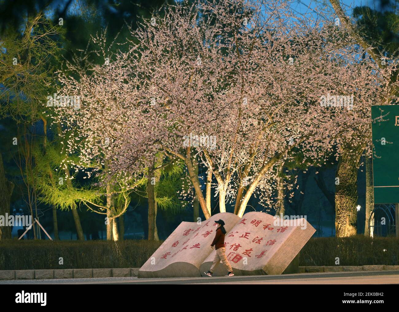 Bürger wandern unter blühenden Bäumen und genießen die ...