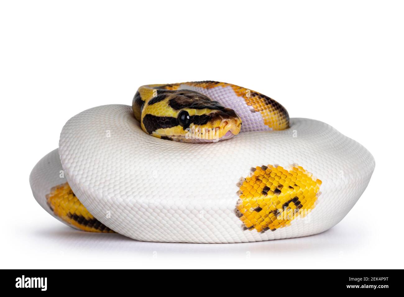 Junge Piebald Ball Python aka Python Regius Schlange. Sehr hoch auf ...