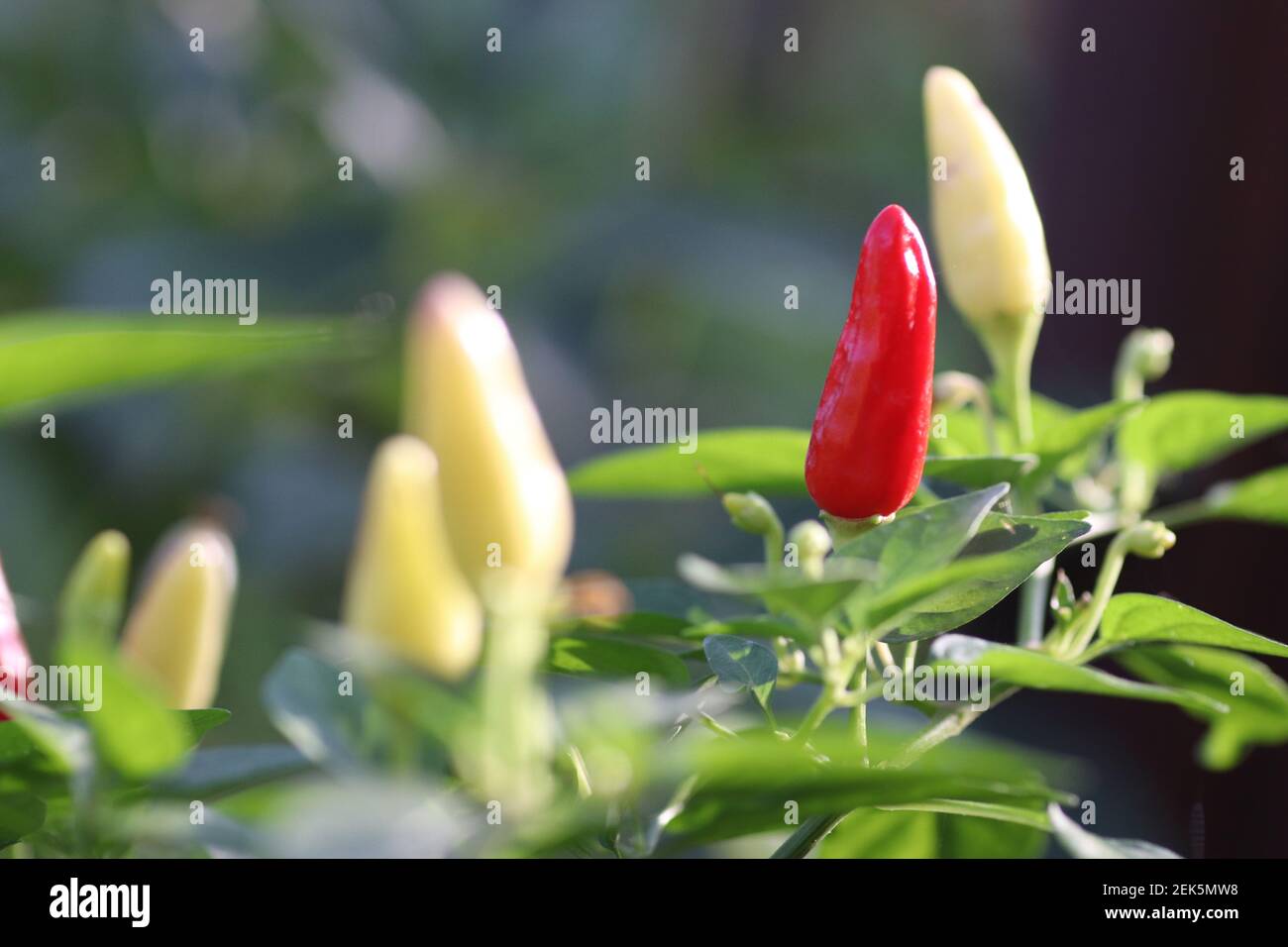 Blatt unter paprika -Fotos und -Bildmaterial in hoher Auflösung – Alamy