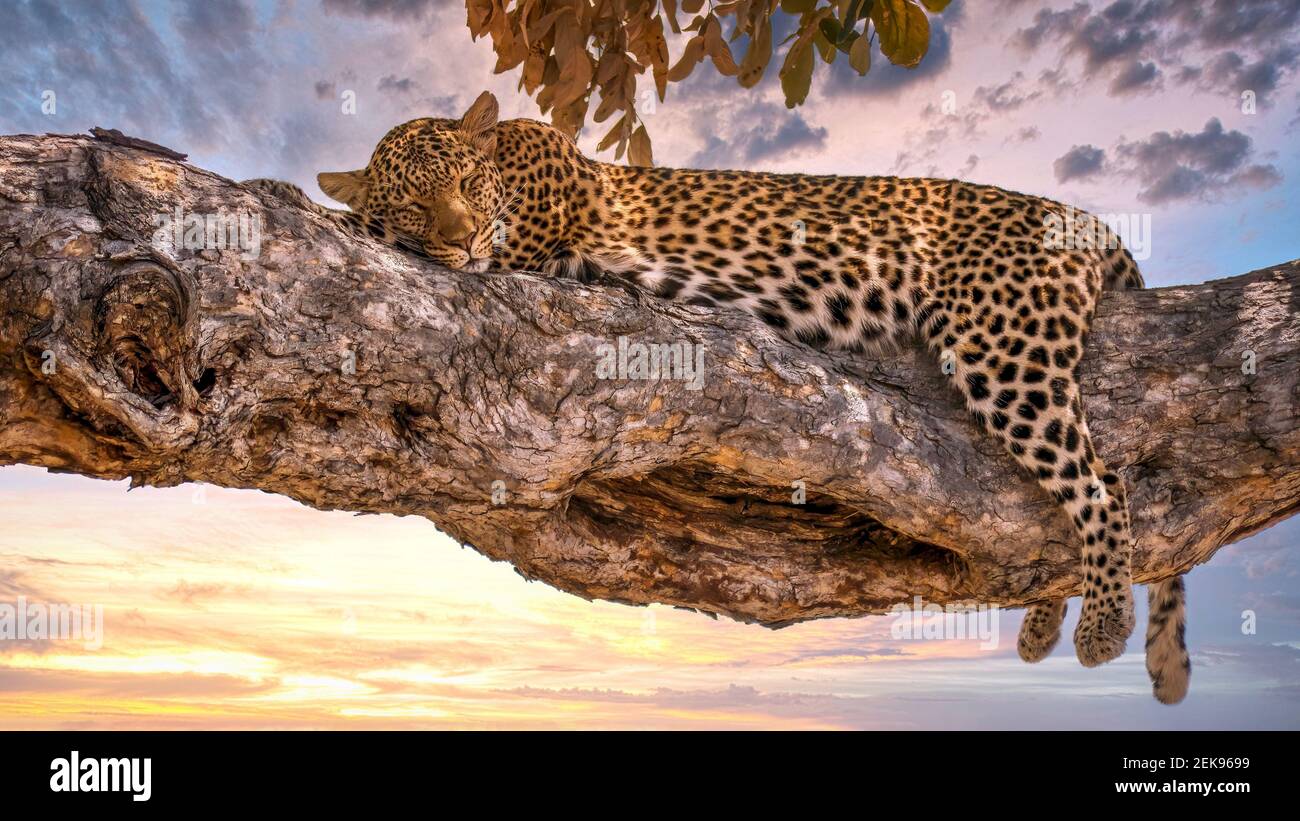 Leopard savute -Fotos und -Bildmaterial in hoher Auflösung – Alamy