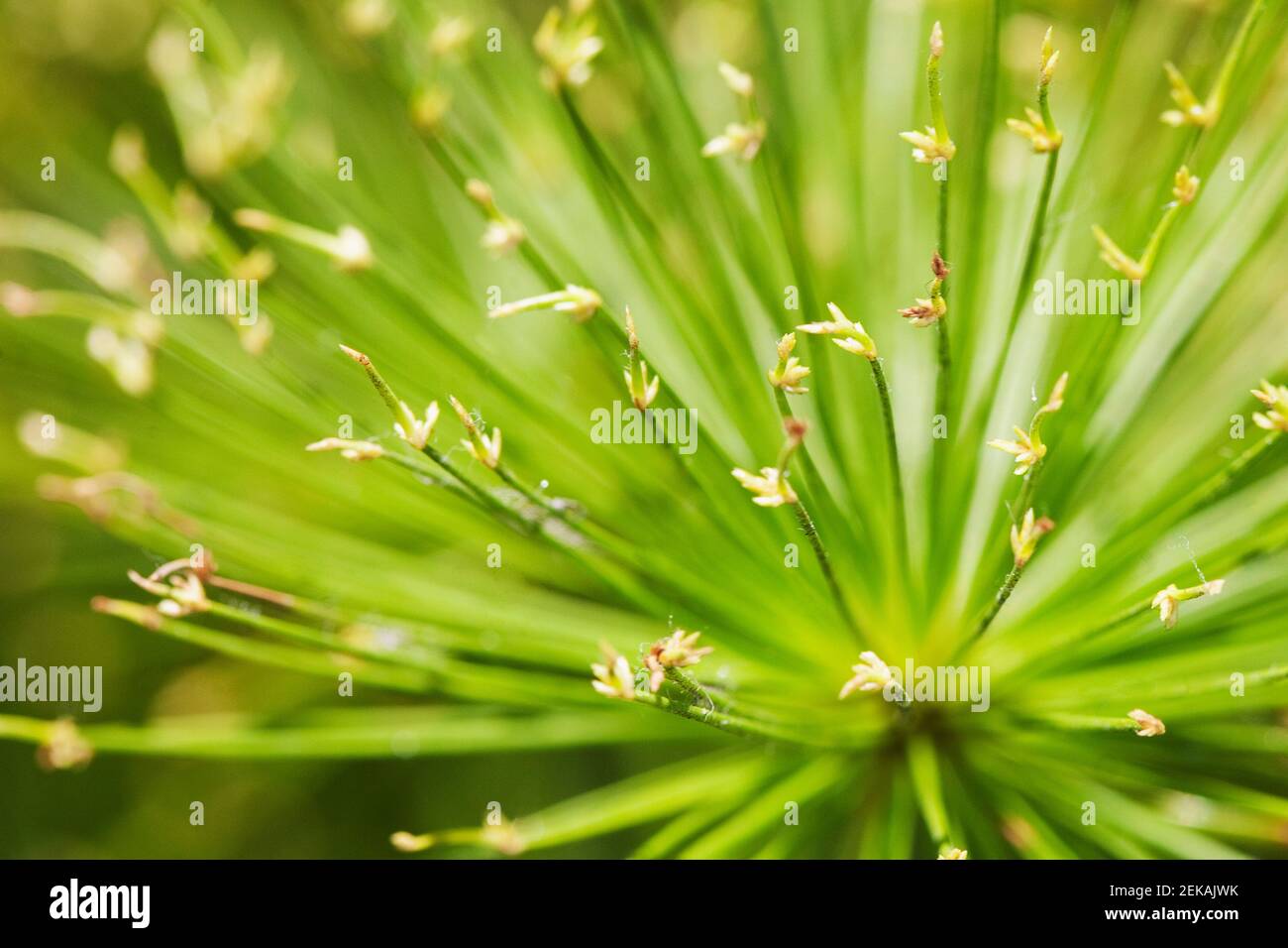 Papyrus stem -Fotos und -Bildmaterial in hoher Auflösung – Alamy
