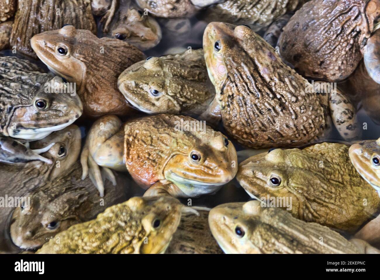 Chinese edible frog -Fotos und -Bildmaterial in hoher Auflösung – Alamy