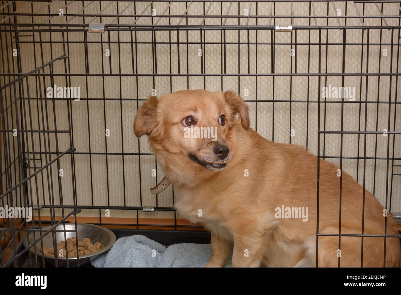 Hund mit Defekt im Kieferkäfig. Hund mit krummen Zähnen wartet auf ...