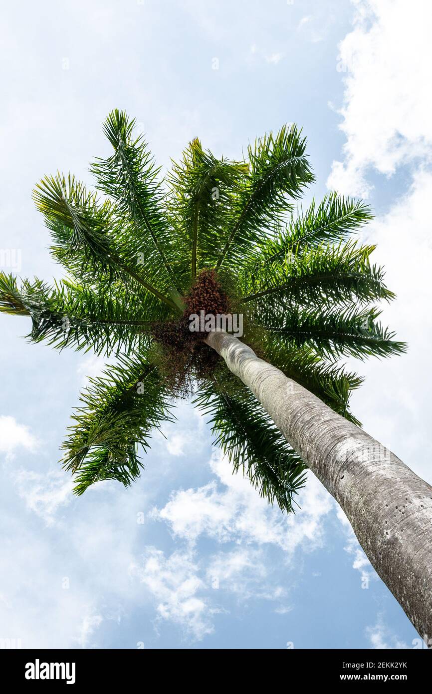 Kubanische königliche palme -Fotos und -Bildmaterial in hoher Auflösung ...