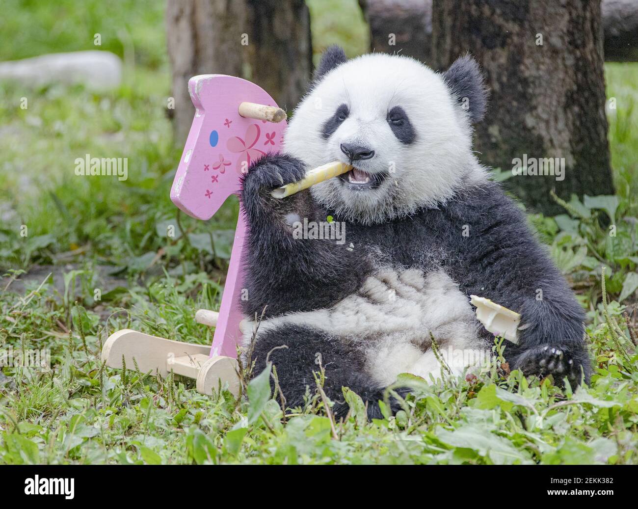 14 2019 geborene Babypandas feierten am Mittwoch, den 16. September, im ...