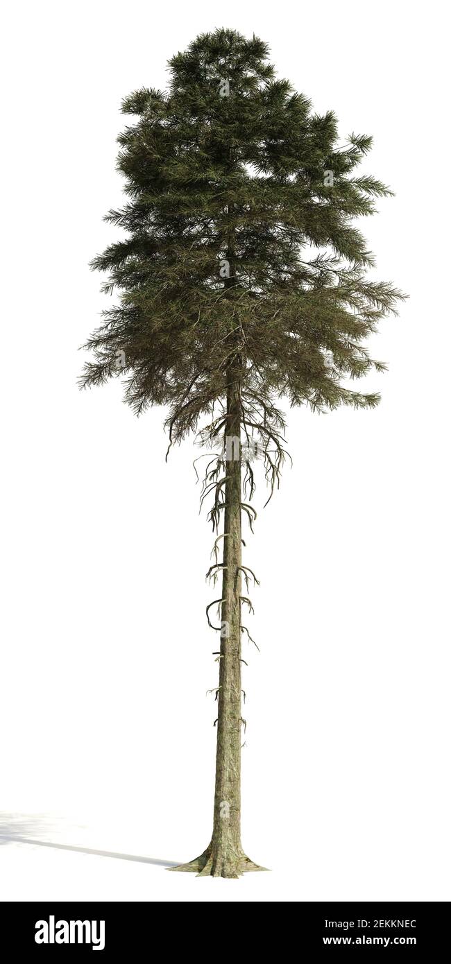 Grüner tannenbaumwald -Fotos und -Bildmaterial in hoher Auflösung – Alamy