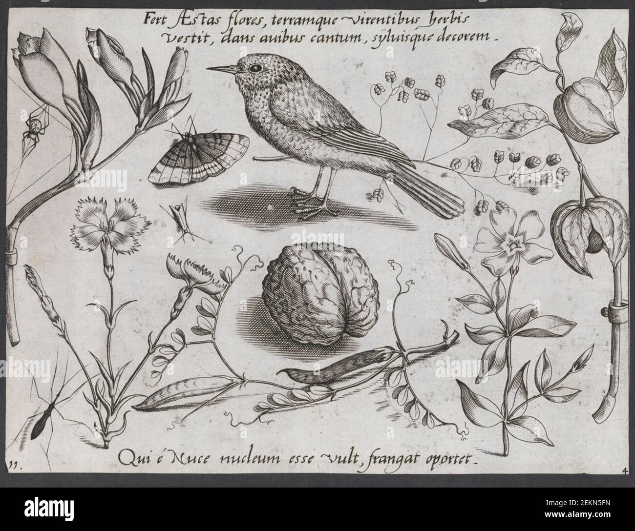 Jacob hoefnagel -Fotos und -Bildmaterial in hoher Auflösung – Alamy