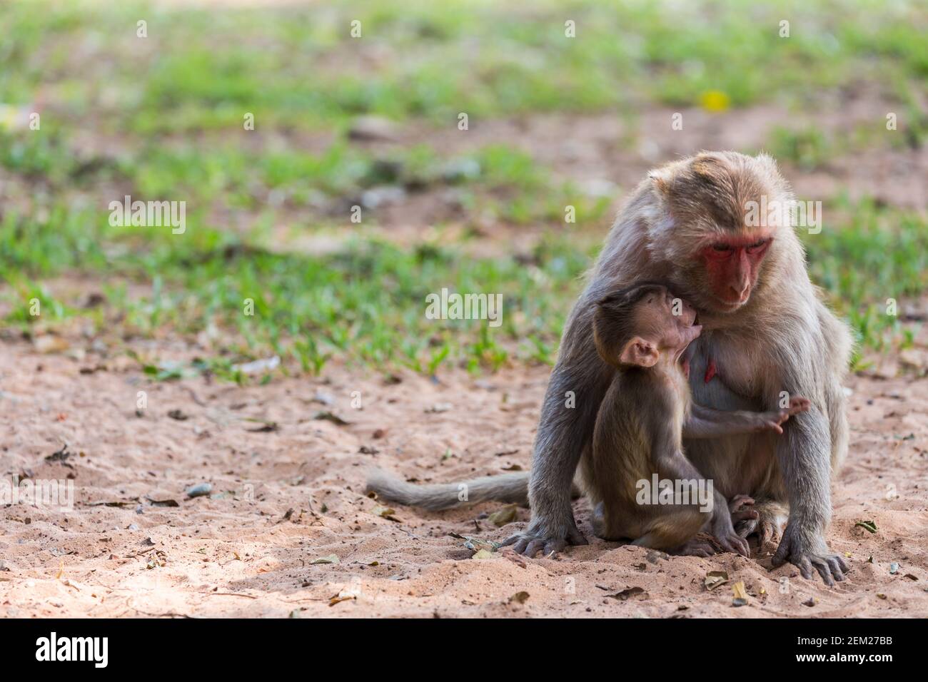 Monkey milk feeding baby monkey Stockfotos und -bilder Kaufen - Alamy