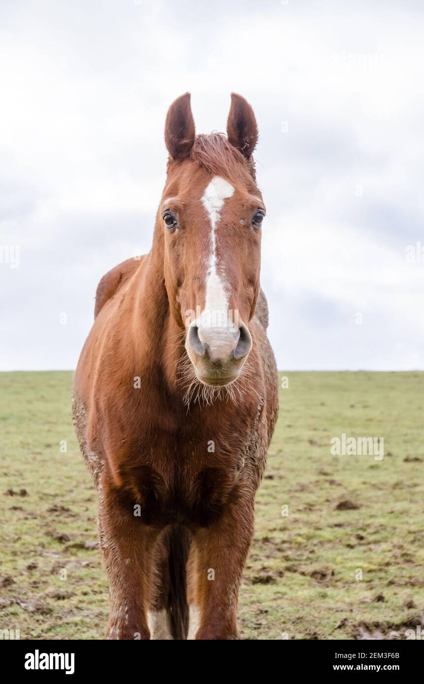 Pferd brauner kopf -Fotos und -Bildmaterial in hoher Auflösung – Alamy